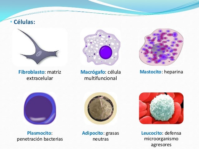 Tejido conjuntivo - Andrea López