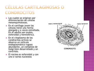 Tejido conjuntivoclase3 | PPTX