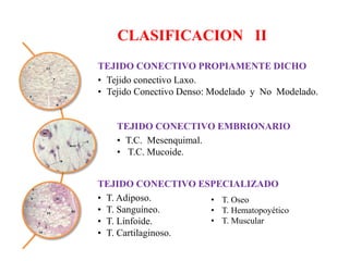 Tejido conjuntivo histología básica unoo | PPTX