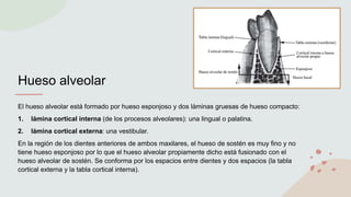 Tejido dentario y Nomenclatura.pptx
