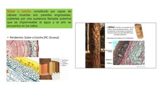 Tejido dermico | PPTX