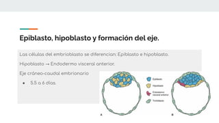 Tejido embrionario.pdf
