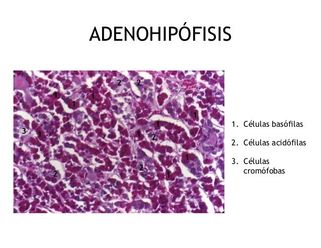Histología del sistema endocrino