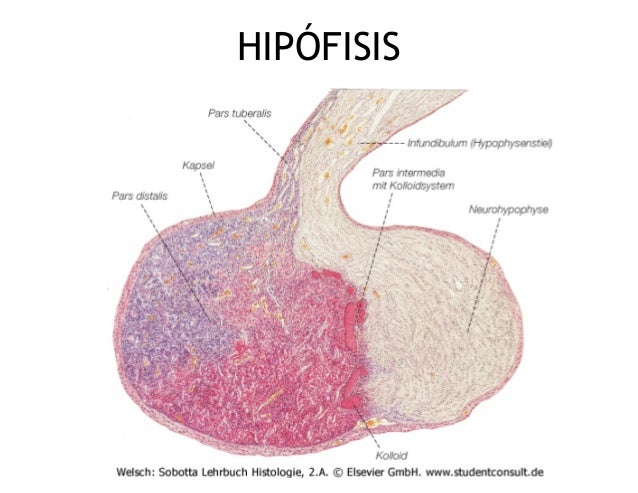 Histología Del Sistema Endocrino