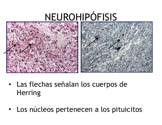 Histología Del Sistema Endocrino
