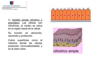 Tejido Epitelial | PPT