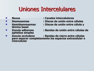Tejido epitelial | PPT