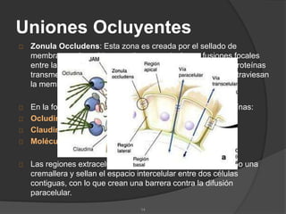 Tejidoepitelial 140219001941-phpapp01 | PPT