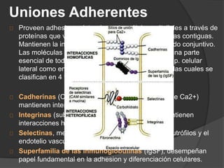 Tejidoepitelial 140219001941-phpapp01 | PPT