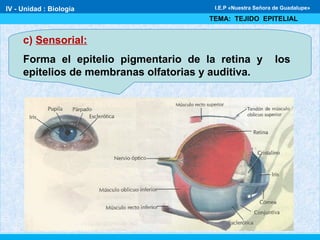 Tejido epitelial | PPT