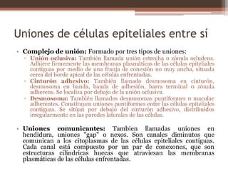 Tejido epitelial | PDF