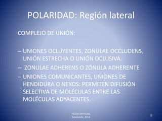 Tejido epitelial | PPTX