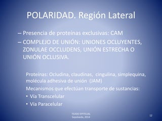 Tejido epitelial | PPTX