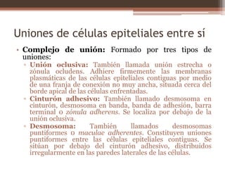 Tejido epitelial | PDF