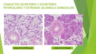 Tejido Epitelial de Revestimiento y glandular | PPTX