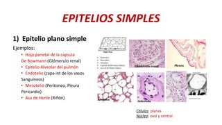 Tejido epitelial | PPTX