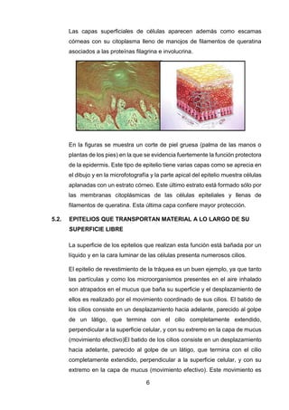 TEJIDO EPITELIAL.docx