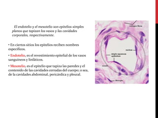 Tejido Epitelial.ppt
