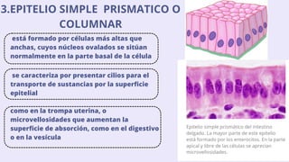 tejido epitelial.pdf