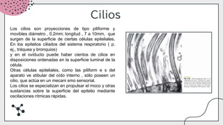 tejido epitelial HOSTOLOGIA DE ROSS 2024 | PPTX