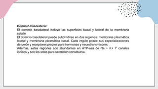 tejido epitelial HOSTOLOGIA DE ROSS 2024 | PPTX