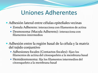 Tejido epitelial parte C - regiones celulares | PDF