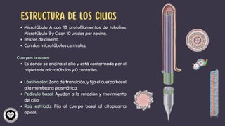 Tejido Epitelial (1).pdfthytrhthgfhgfhgfhgf | PDF | Ear, Nose and ...