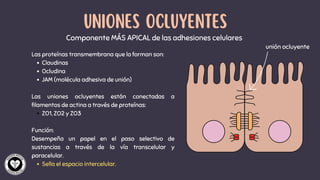 Tejido Epitelial (1).pdfthytrhthgfhgfhgfhgf | PPT