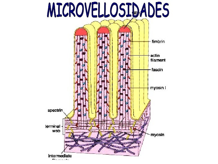 Tejido Epitelial 10