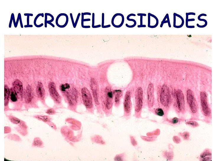 Tejido Epitelial 10