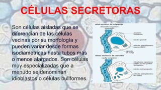 TEJIDO EPITELIAL Presentacion de power point | PPTX