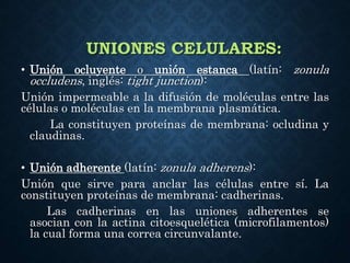 Presentación - Tejido - Epitelial 2022.ppt