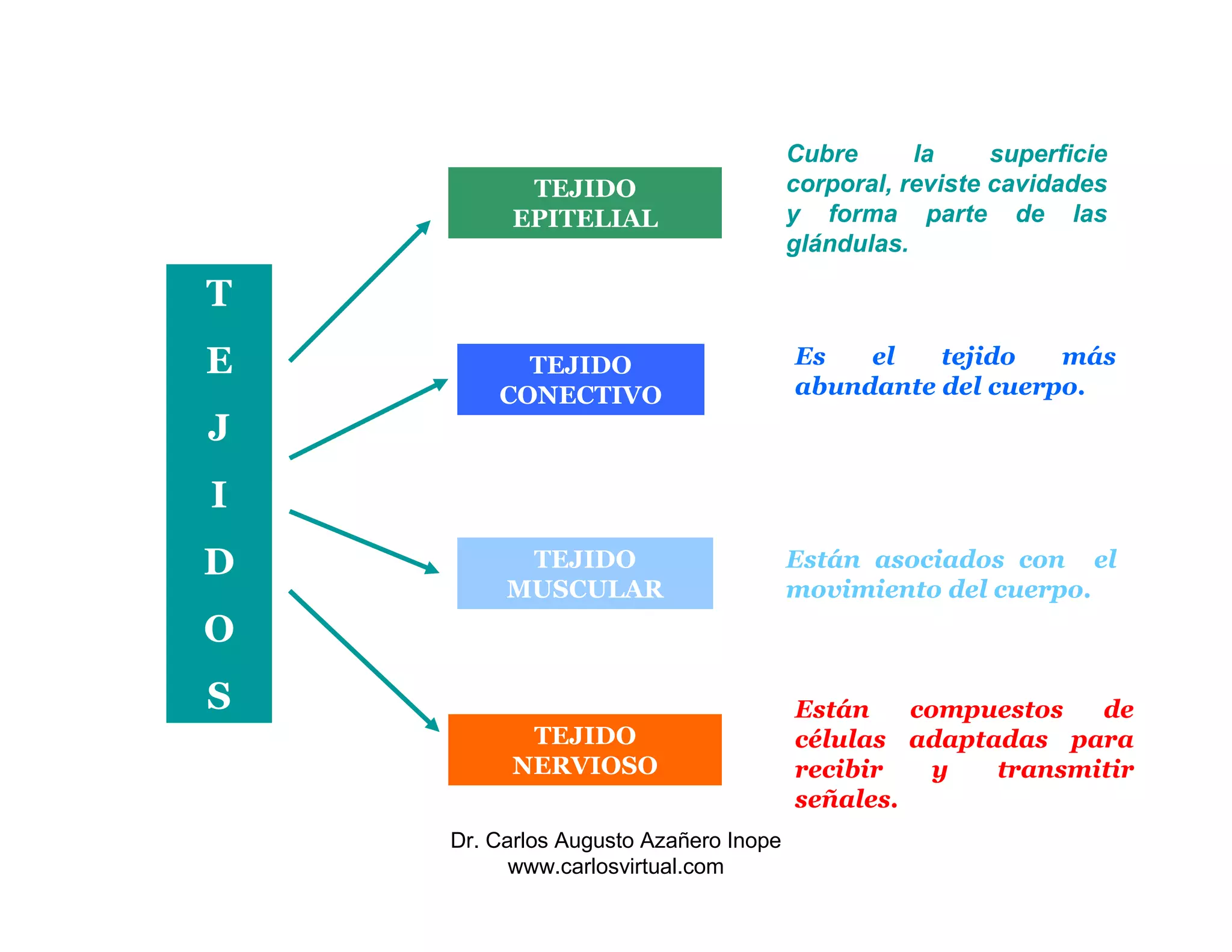 Tejido Epitelial Pdf 2 Ppt