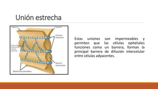 Tejido Epitelial y Glandular Teoria.pdf1