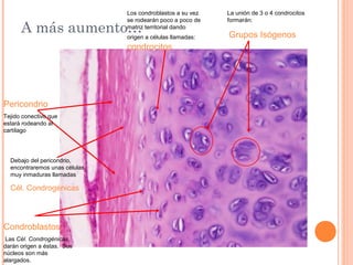 Tejido esqueletico | PPT