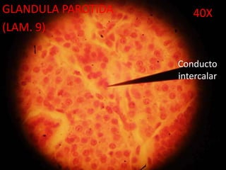 Tejido glandular | PPTX