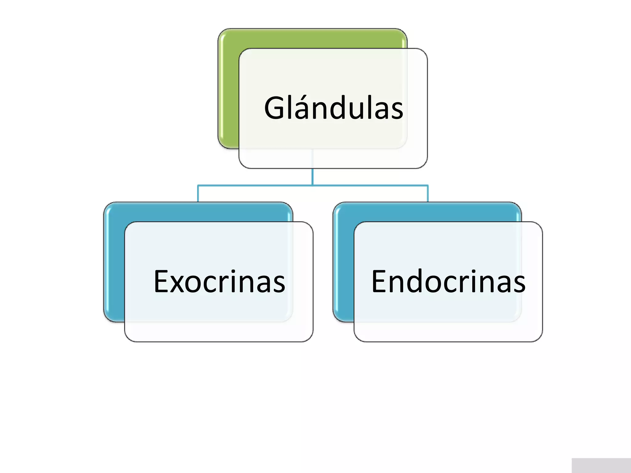 Tejido glandular 2 | PPTX | Endocrine and Metabolic Diseases | Diseases ...