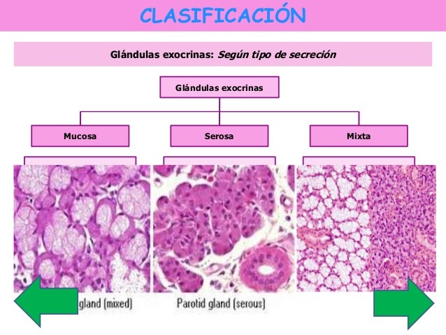 Tejido glandular