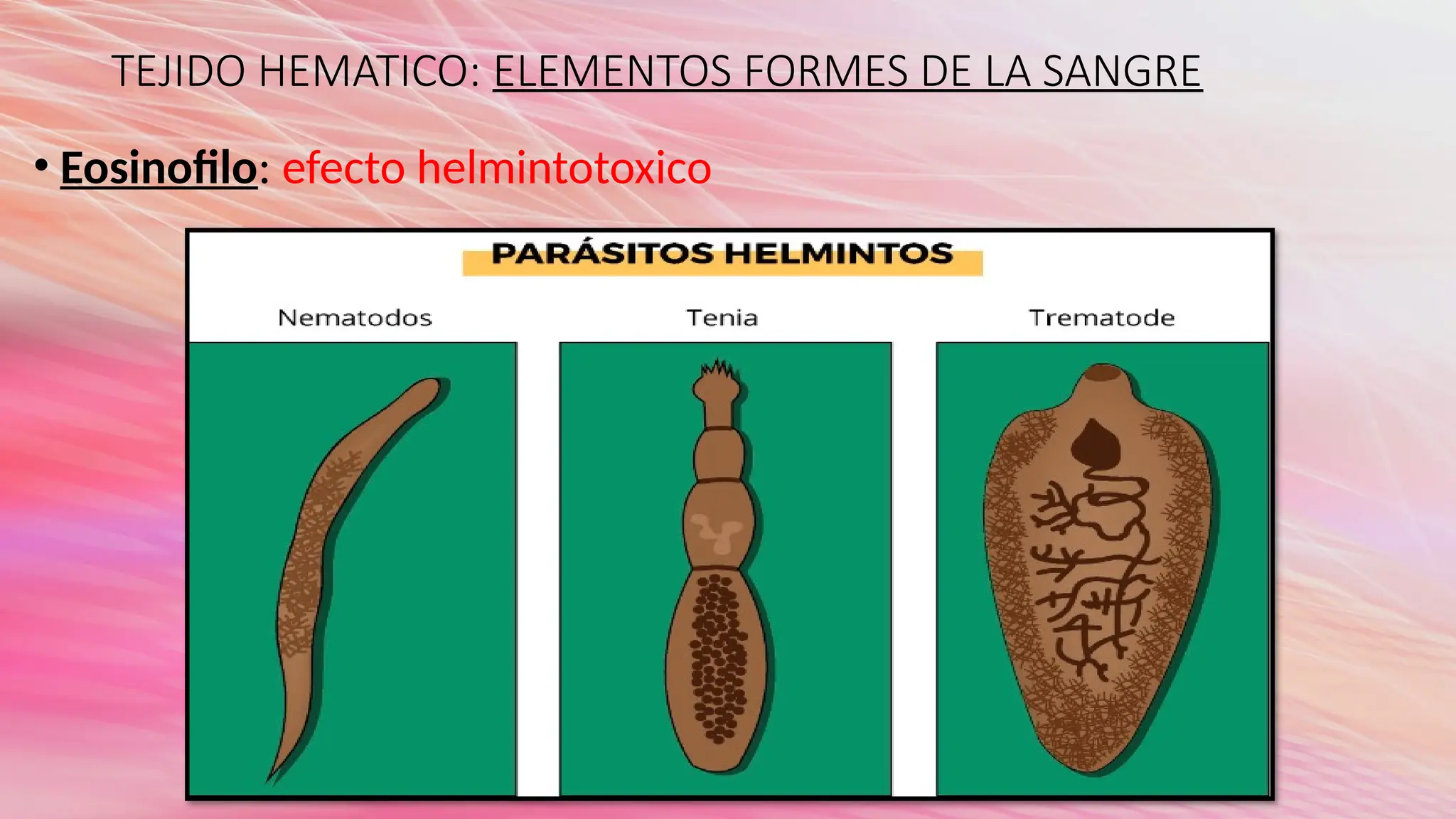 TEJIDO HEMATICO enpdf para tu disfrute xd | PPT