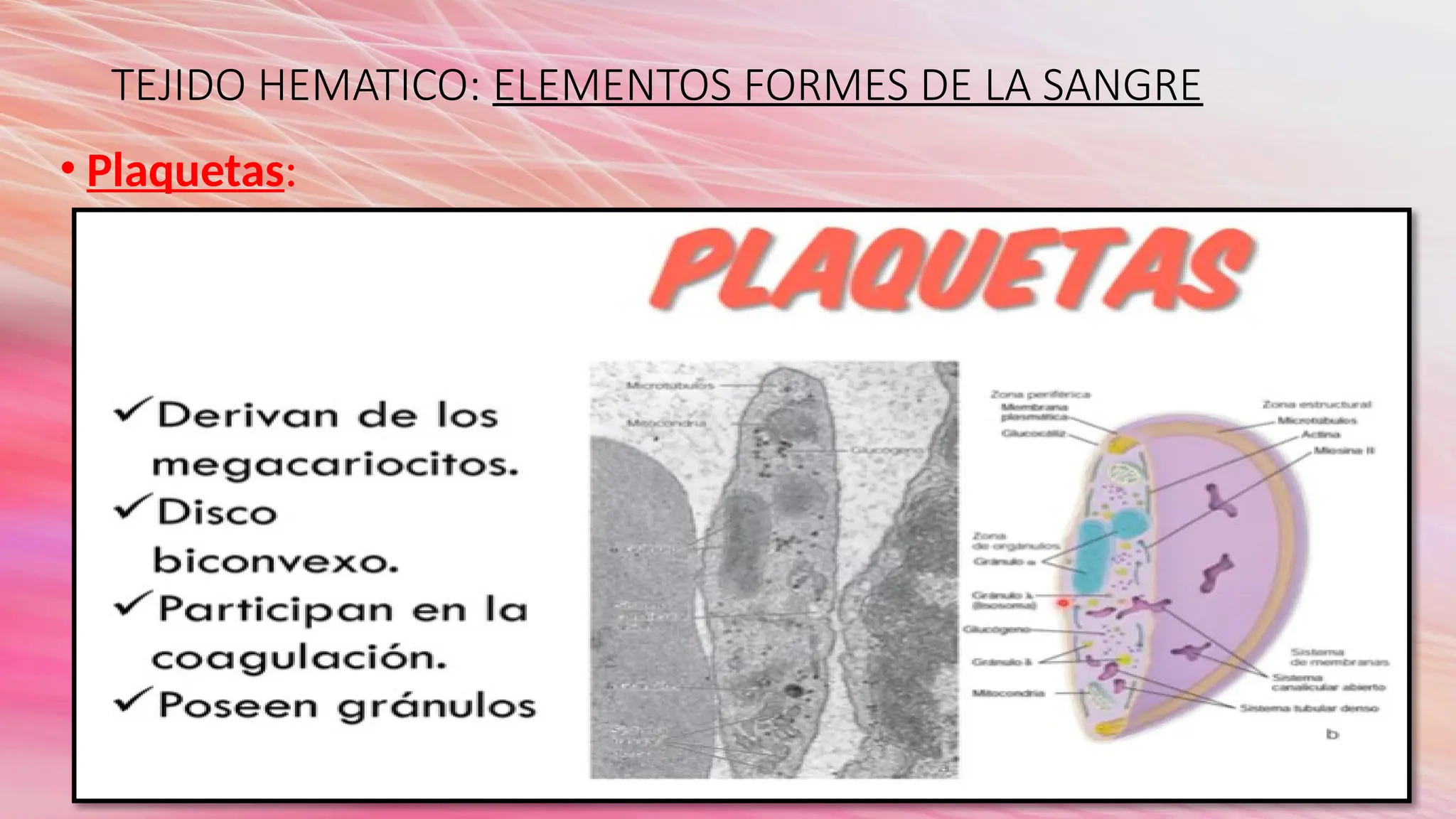 TEJIDO HEMATICO enpdf para tu disfrute xd | PPT