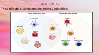 TEJIDO HEMATICO enpdf para tu disfrute xd | PPT