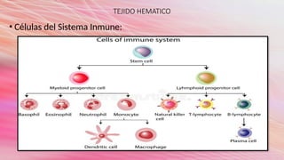 TEJIDO HEMATICO enpdf para tu disfrute xd | PPT