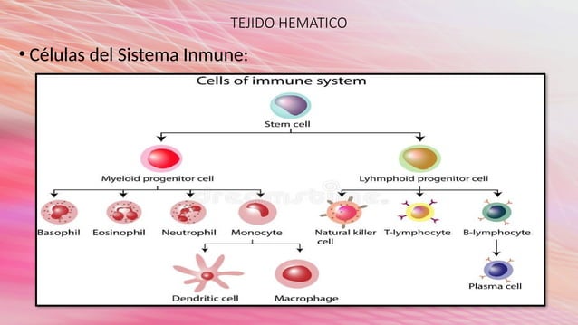 TEJIDO HEMATICO enpdf para tu disfrute xd | PPT
