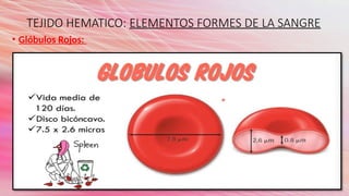 TEJIDO HEMATICO enpdf para tu disfrute xd | PPT