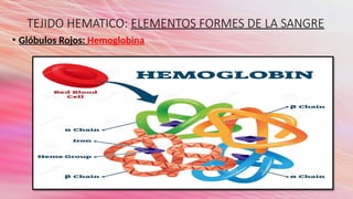 TEJIDO HEMATICO enpdf para tu disfrute xd | PPT