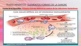 TEJIDO HEMATICO enpdf para tu disfrute xd | PPT