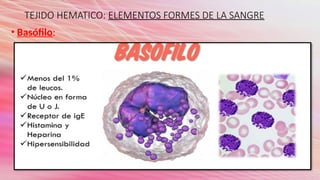 TEJIDO HEMATICO enpdf para tu disfrute xd | PPT