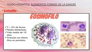 TEJIDO HEMATICO enpdf para tu disfrute xd | PPT