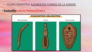 TEJIDO HEMATICO enpdf para tu disfrute xd | PPT