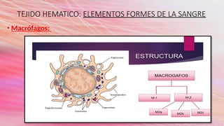 TEJIDO HEMATICO enpdf para tu disfrute xd | PPT